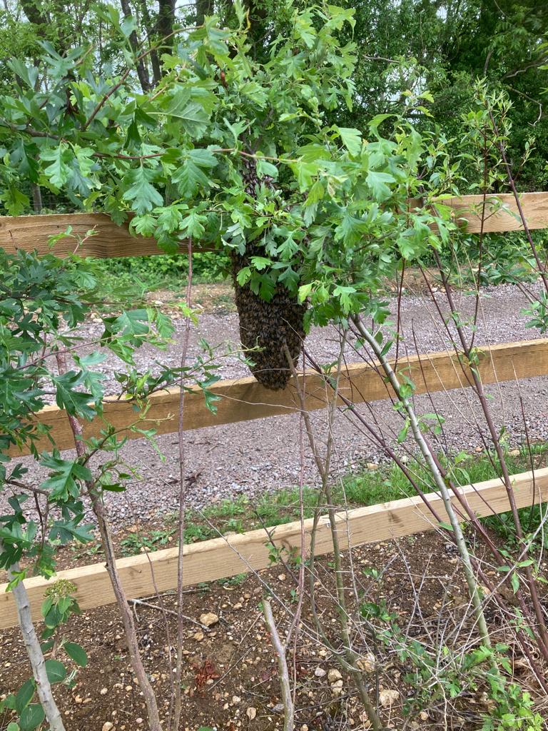 Rockingham Forest Park | Luxury Lodge Getaways