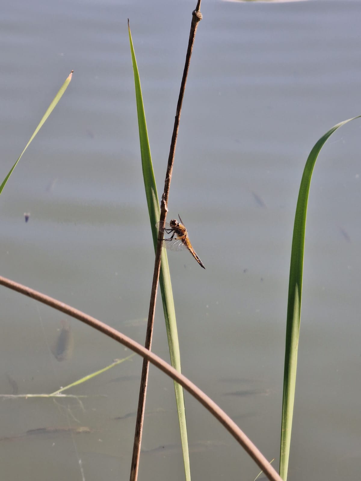 Rockingham Forest Park | Luxury Lodge Getaways